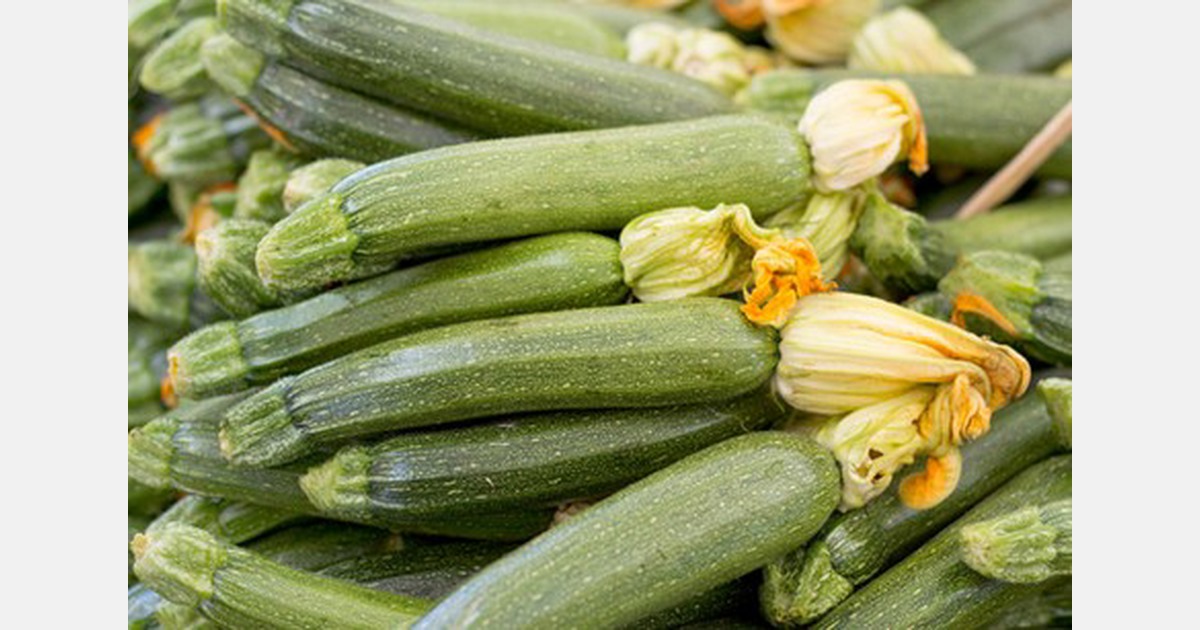 Italy: Courgette prices on the rise after August drop