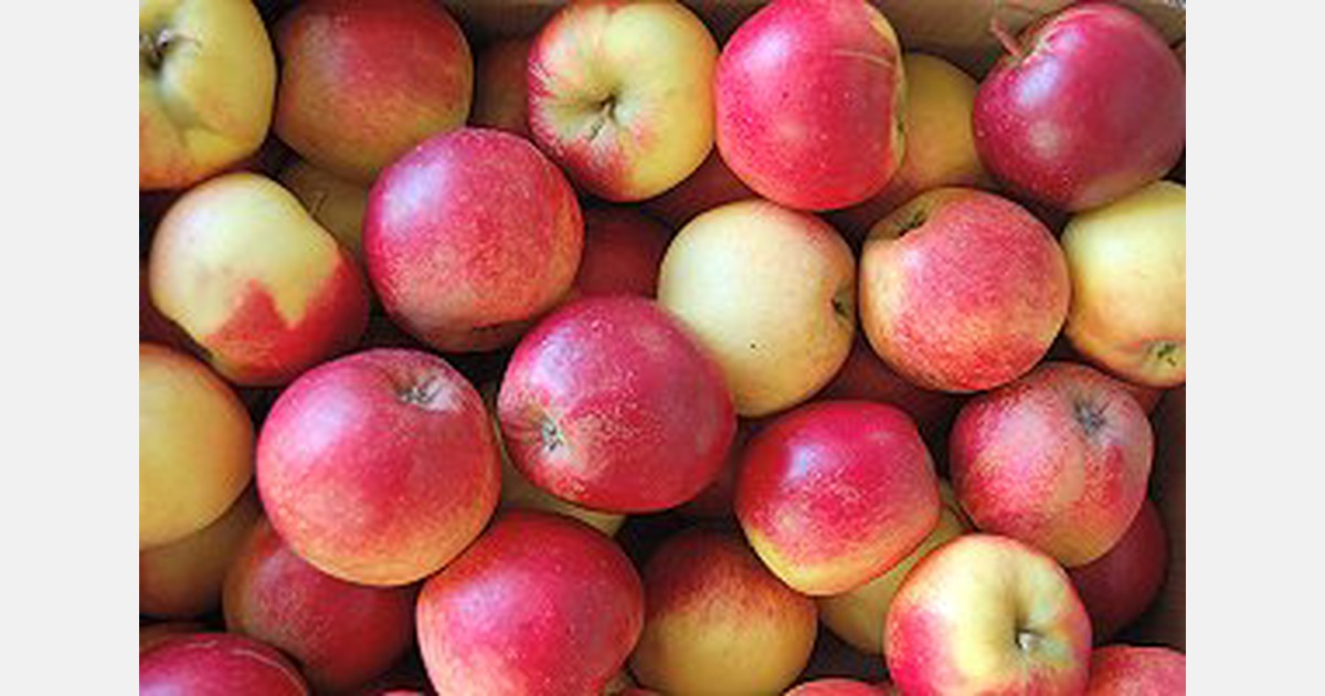 First report of wet apple core rot in the Netherlands