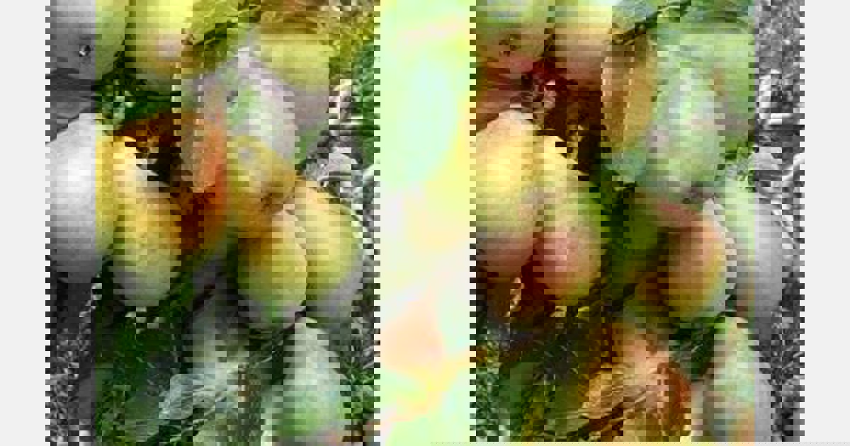 Butirra Morettini pears increased resistance to post-harvest fungal ...