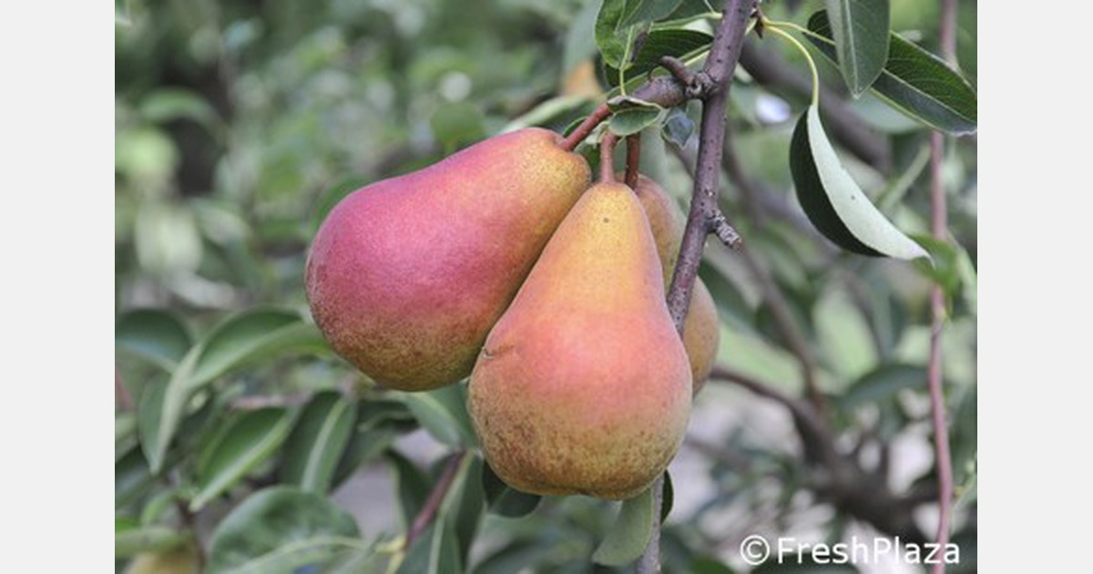 Falstaff - crunchy and sweet red-skinned pears