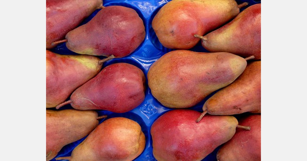 Red Falstaff pears to be available on the market