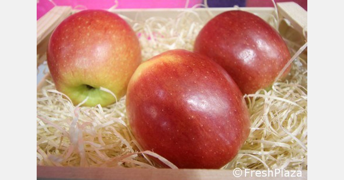 Feno presents Fengapi apples at Interpoma