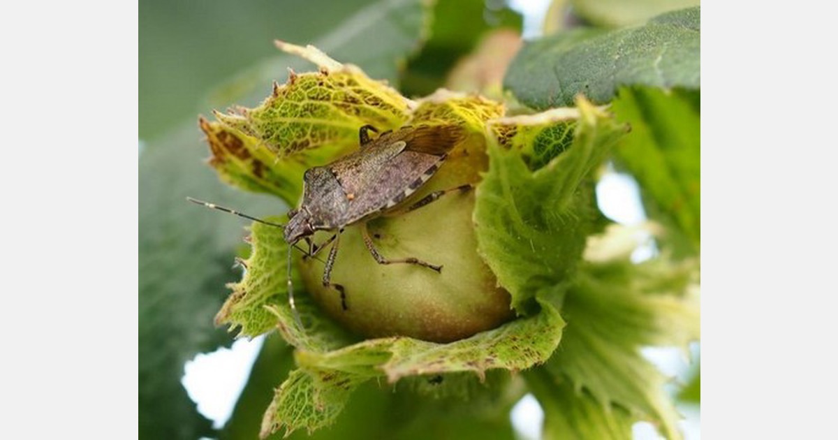 Stink bug damage on hazelnut groves increasing in Piedmont