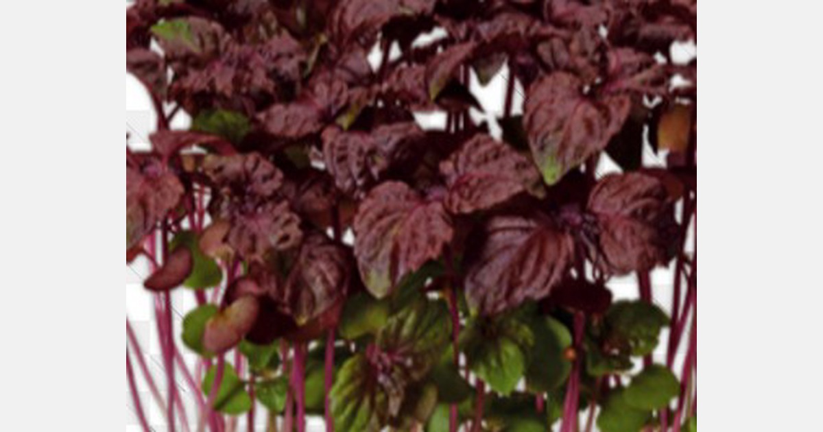 Perilla - a new baby leaf for the fresh-cut sector