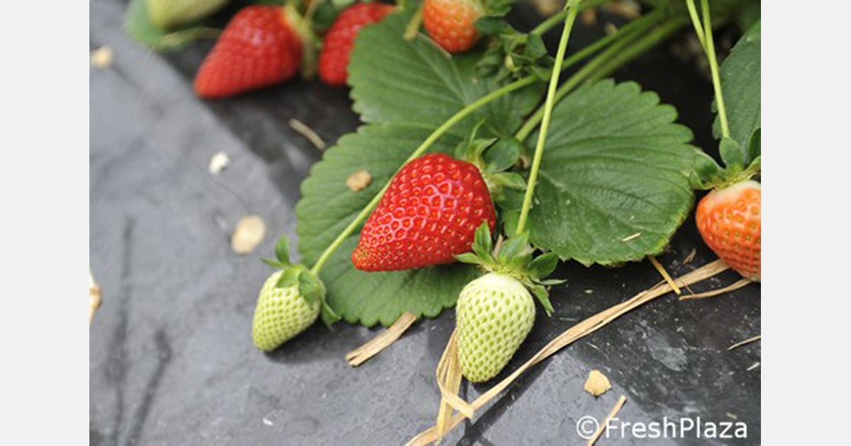 Italy: First strawberries harvested in Romagna