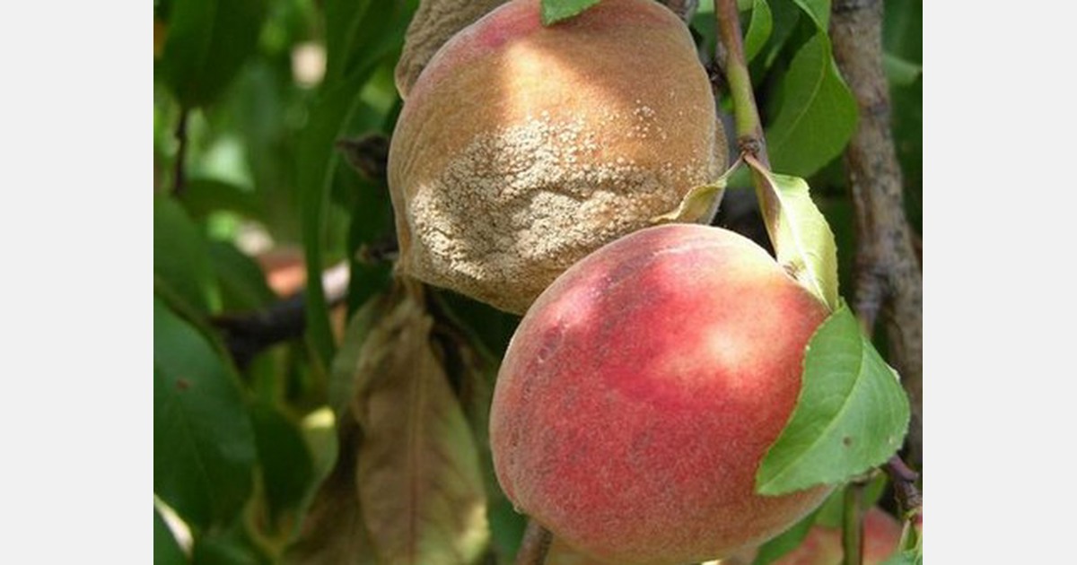 Spain: Advanced techniques to identify brown rot