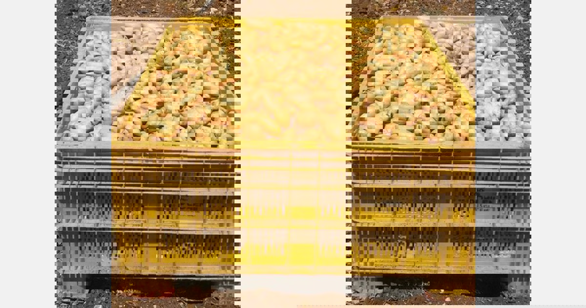 Spunta most popular potato variety both in Italy and abroad