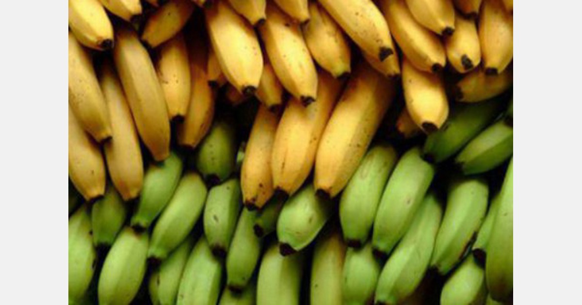 Banana peel can be used if fruit's unsuitable for fresh market