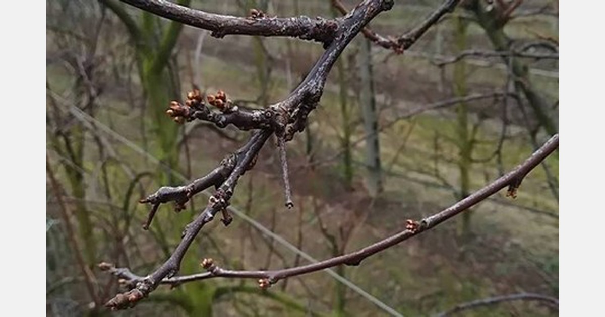 Italy: Buds appear one month early