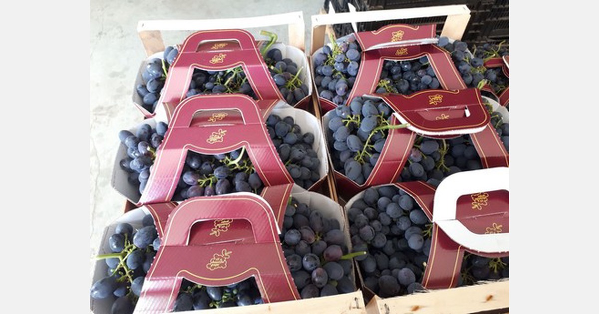 Italy: Bari's grapes are early