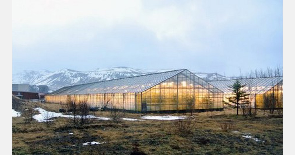 Growing exotic fruit during cold, dark Icelandic winters thanks to ...