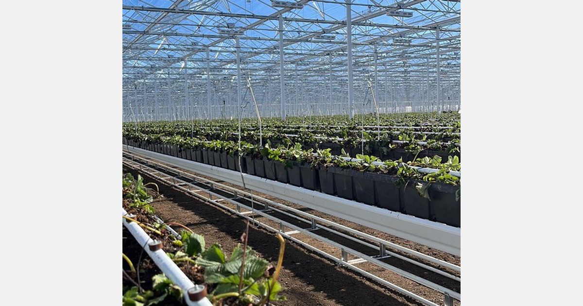 "Cultivating an expensive crop like this; do it right or not at all"