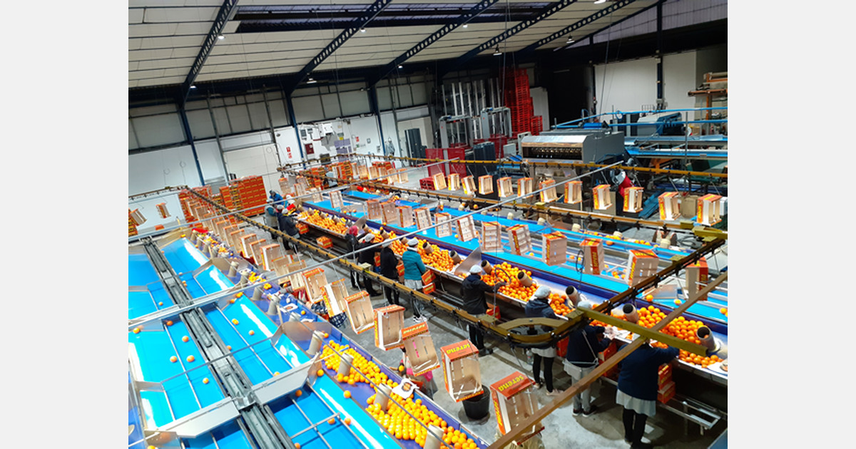 Spanish citrus packing plant gets new facilities