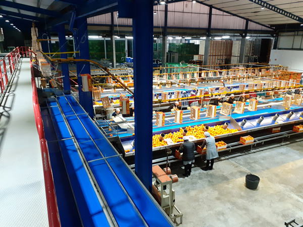 Spanish citrus packing plant gets new facilities