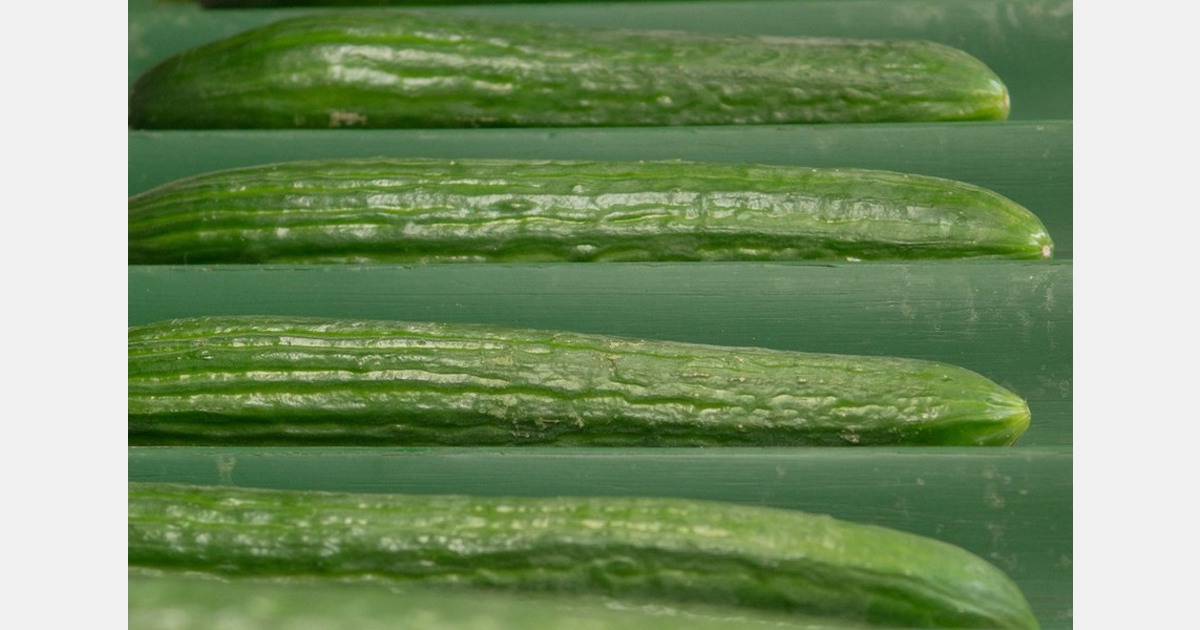 Belgian cucumber price back up, conventional more expensive than organic