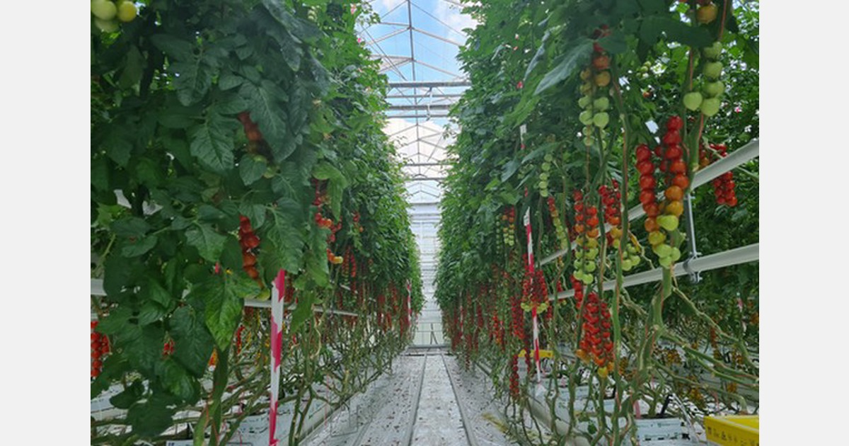 Harmoniz Seeds opens new demo site in Netherlands