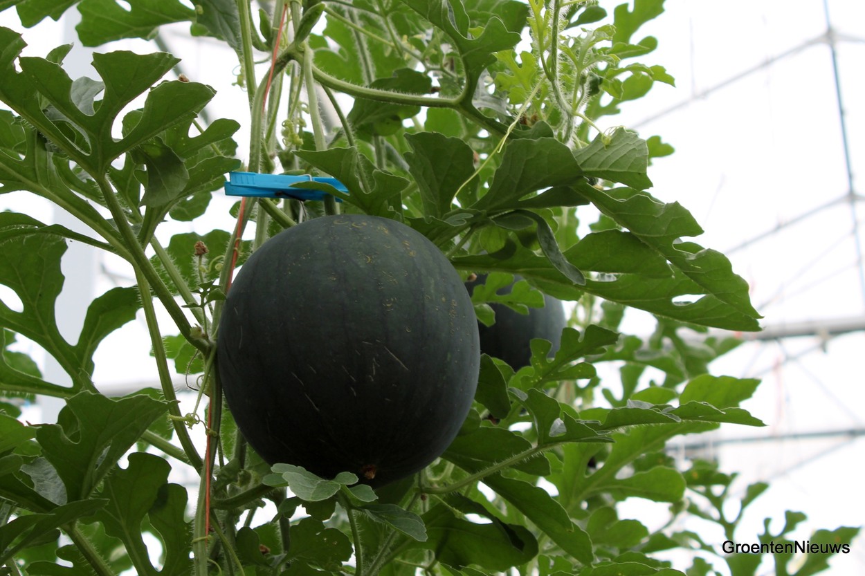 Tomélon mini watermelon returns to supermarket shelves