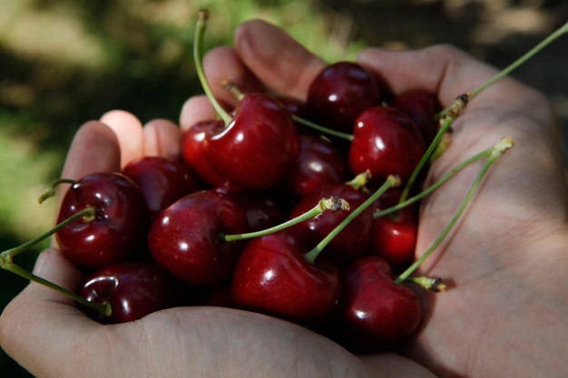 Dashang Group: "The domestic supply of cherries will reach 60 tons ...