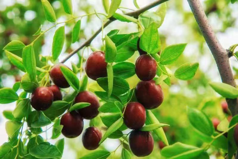 Digging deep into the rich jujube culture with a 3,000 year-old history