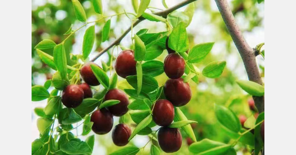 Digging deep into the rich jujube culture with a 3,000 year-old history