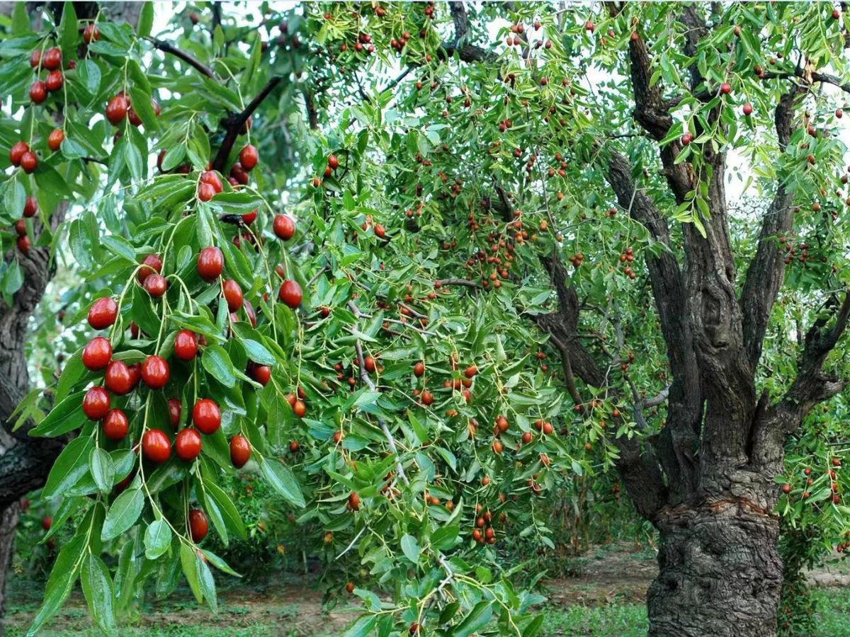 The Golden-silk Jujube from Leling, Dezhou, Shandong are ripe, red ...