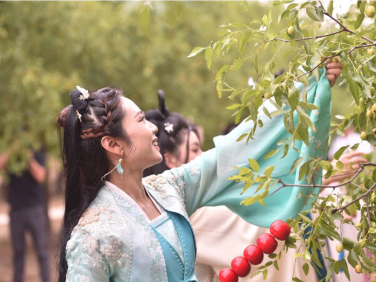 The Golden-silk Jujube from Leling, Dezhou, Shandong are ripe, red ...