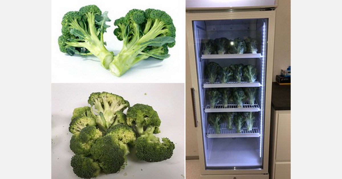 Seminis presents new type of broccoli