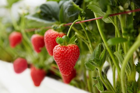 Agrizar grows berries exclusively for Mastronardi BerryWorld America
