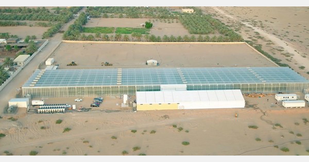 UAE: Pure Harvest to add berries and lettuce