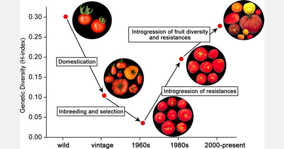 Breeding increased the diversity of cultivated tomatoes