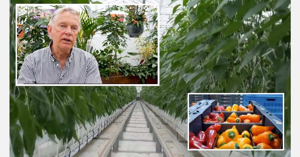 The story of the Sweet bite: 20 years of baby point peppers