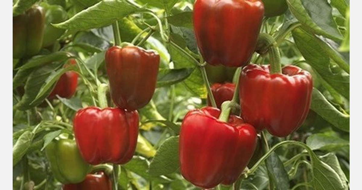 Canada: Growing red pepper portfolio helps red pepper growers