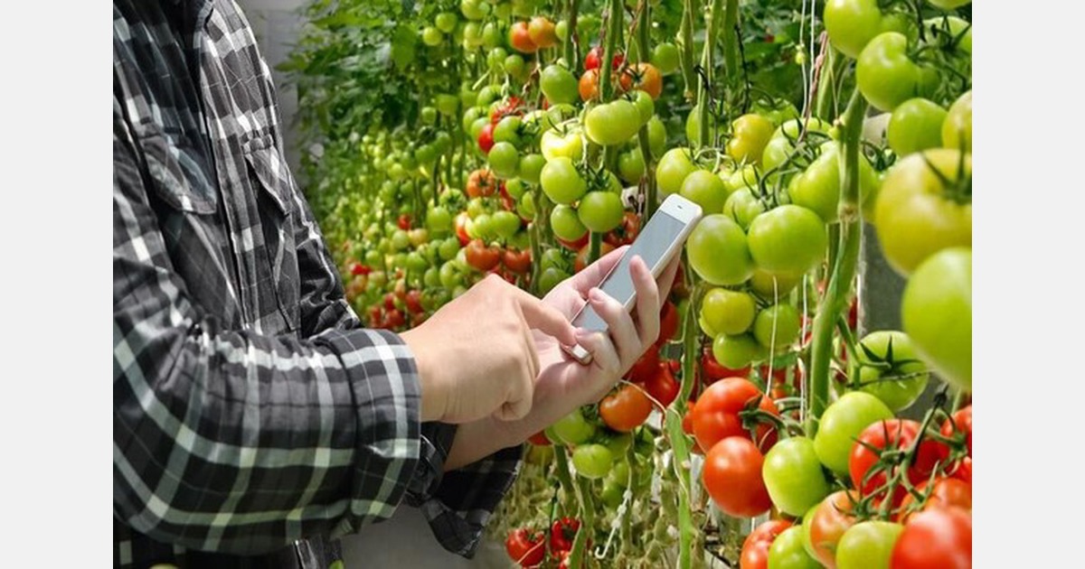 NZ: Moving tomatoes into next-gen tech