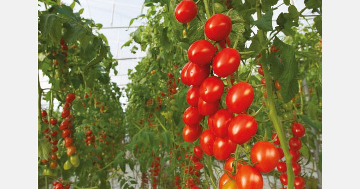 Bayer to launch organic vegetable seeds portfolio