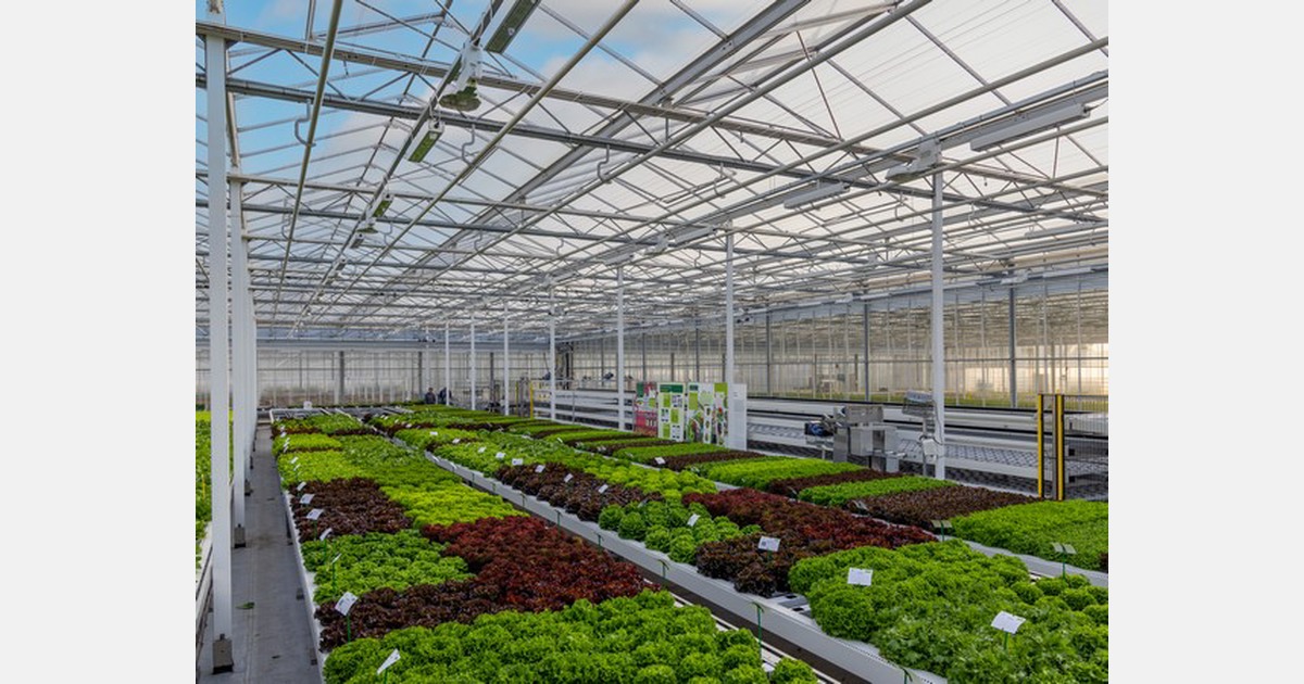 Rijk Zwaan to display diverse and resistant varieties during Hydroponic ...