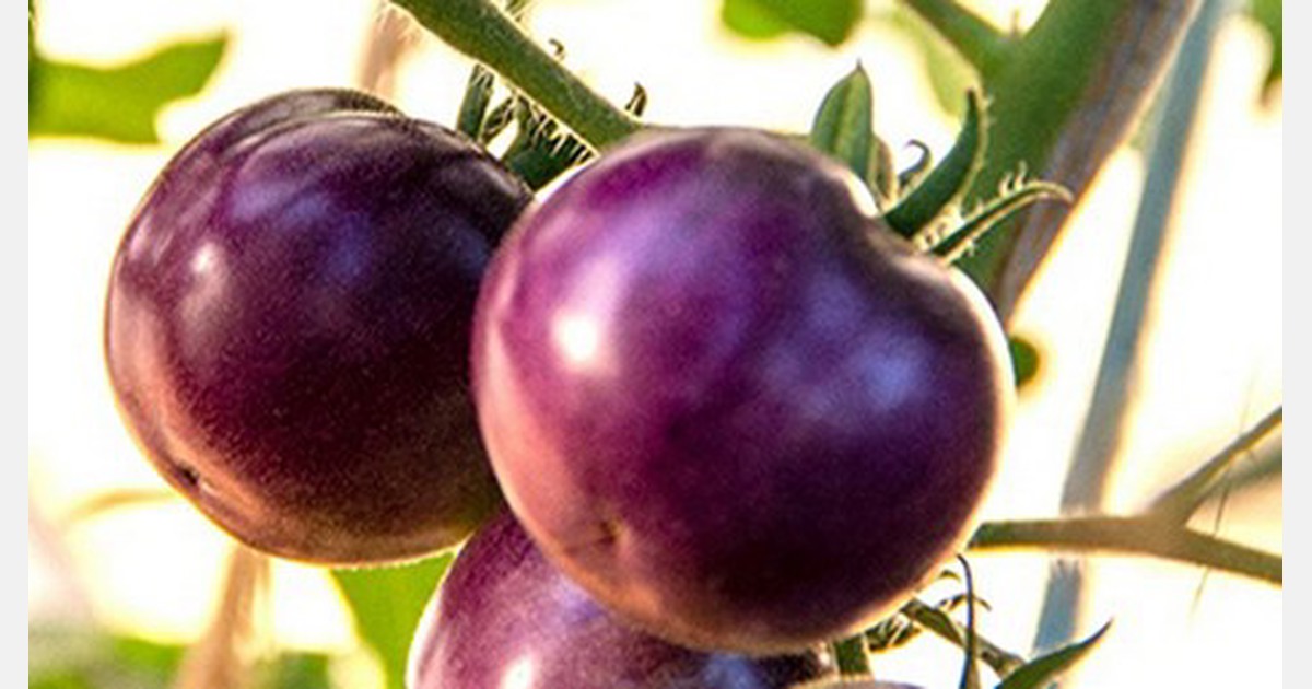 FDA approves purple tomato