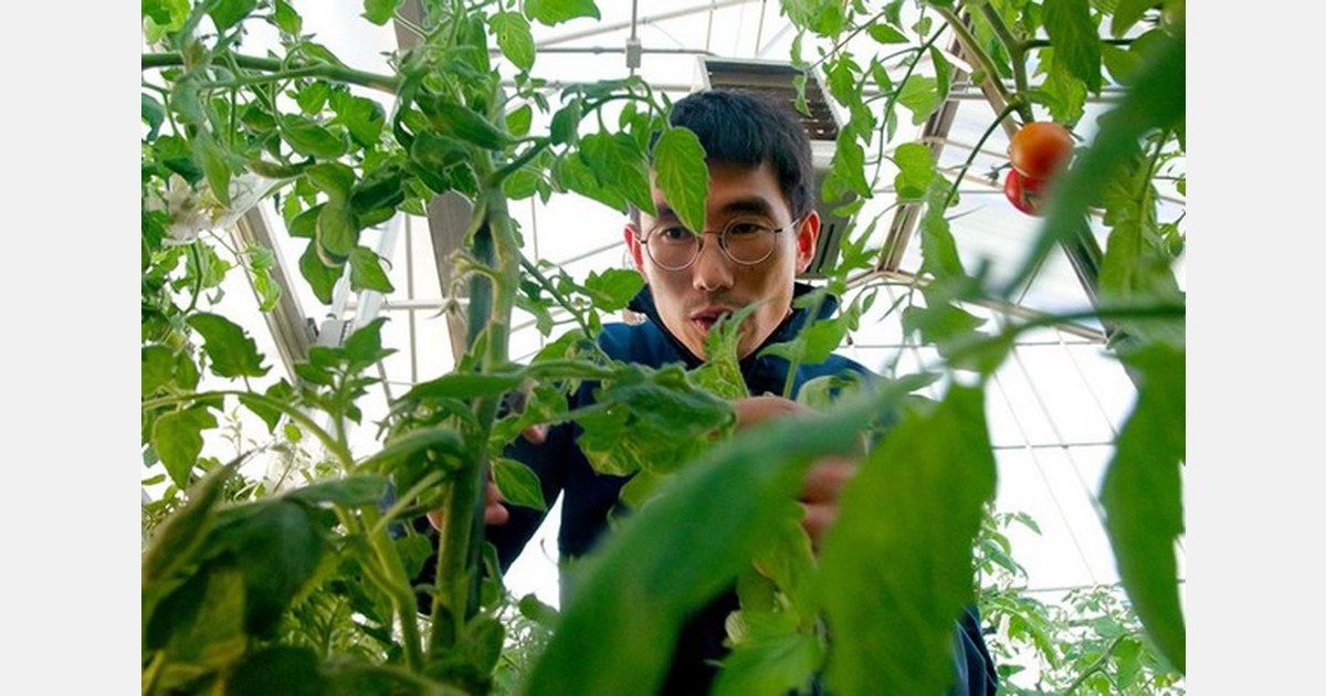 Researchers study unintended effects of gene editing in tomatoes