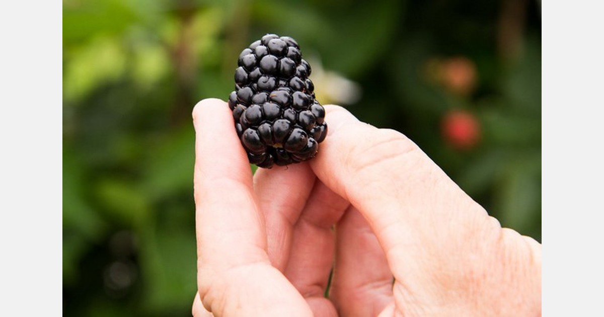 Scientists assemble first complete genetic sequence for blackberries