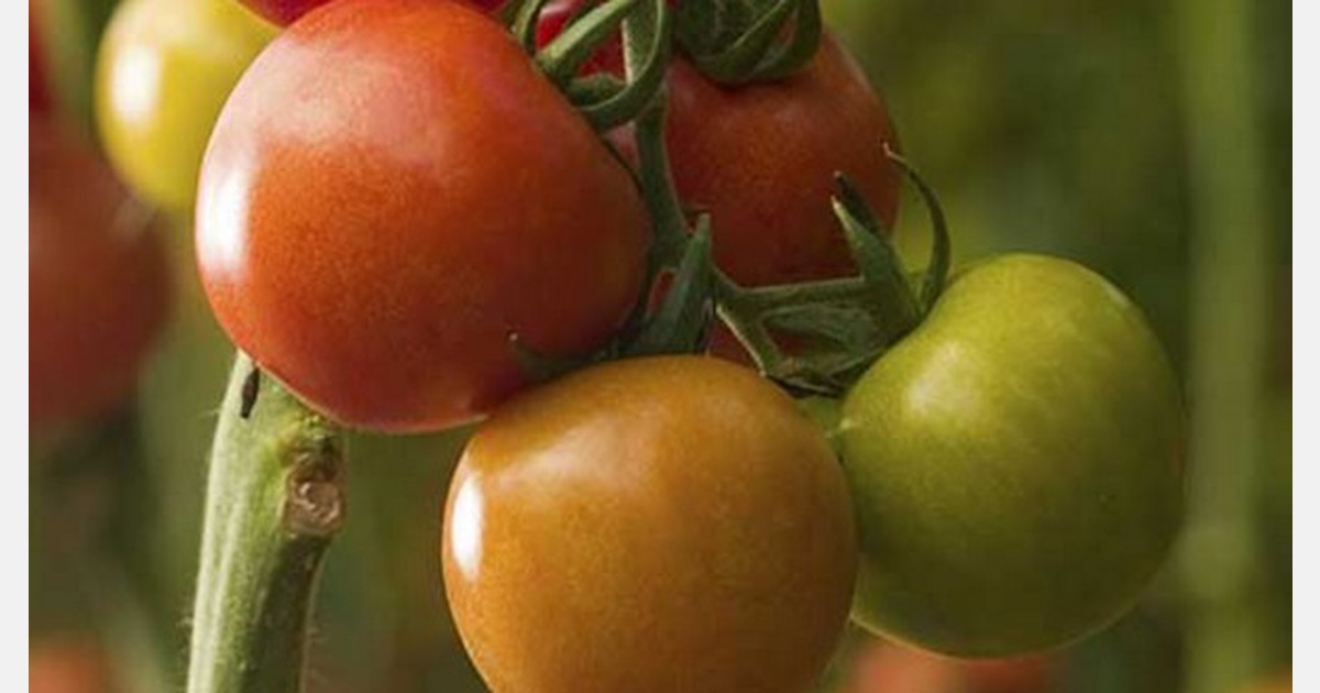 US: Plant breeding, seed priorities highlighted at Senate hearing on ...