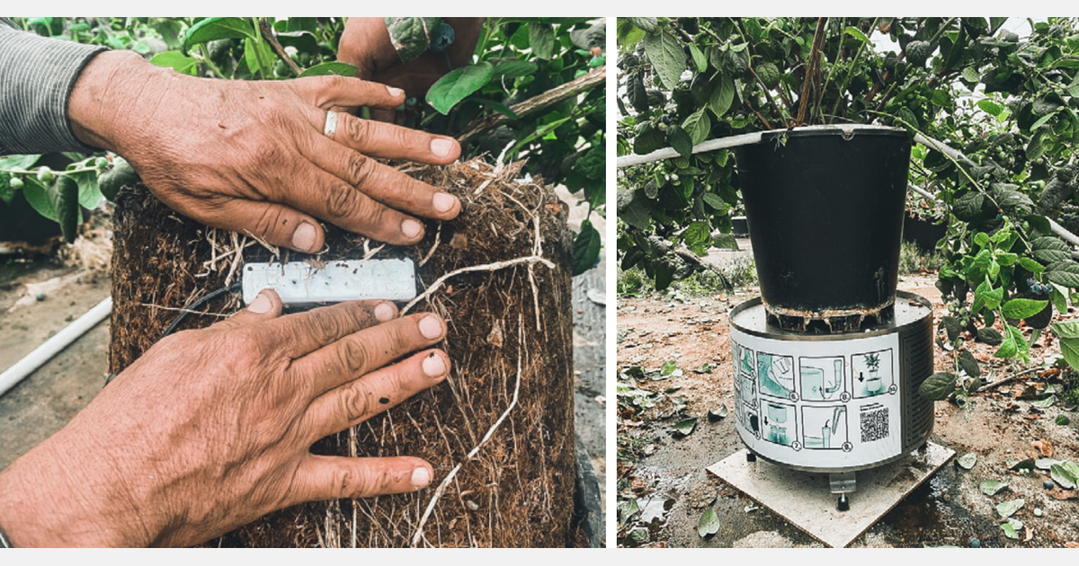 Less fruit loss and higher diameter of blueberries thanks to improved ...