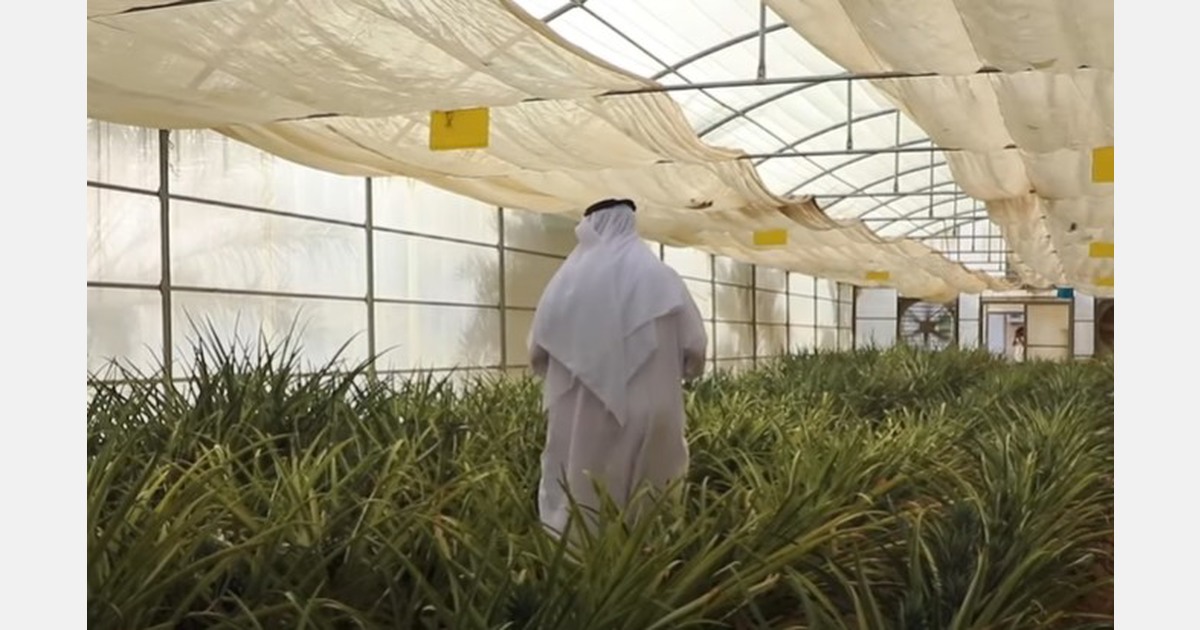 Emirati farmer who grows 4,000 pineapples annually says farming in the ...