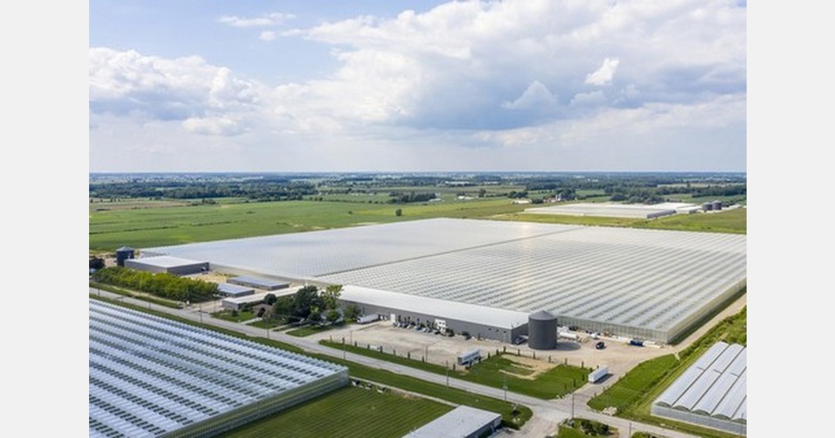 Mucci Farms, BrightFarms owner to launch new veggie greenhouse business