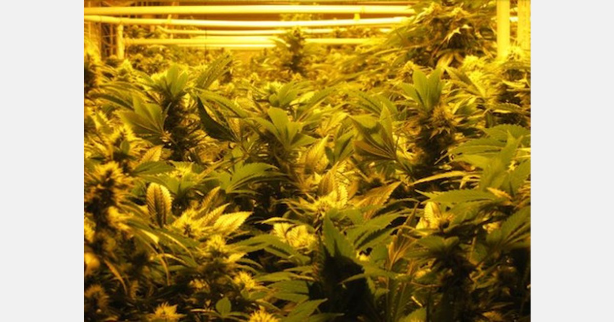 Tech 'revolution' in industrial ag from legal marijuana cultivation
