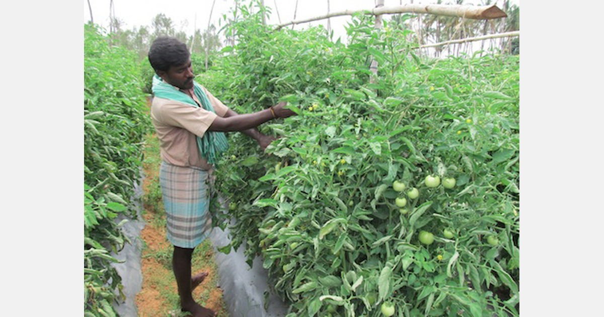 India: Bayer CropScience acquires vegetable seed company