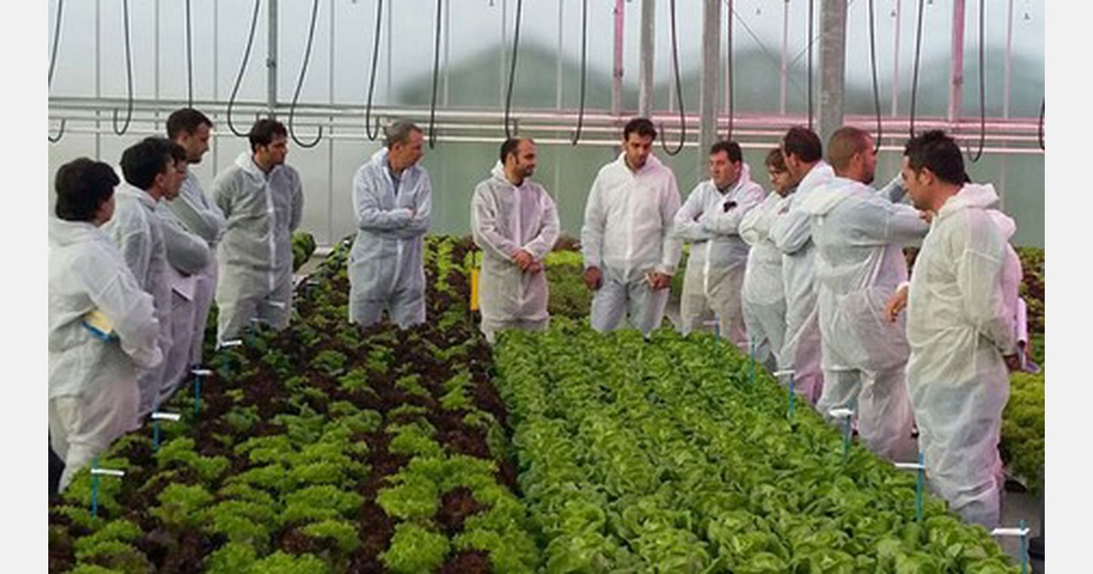 Visitors are introduced to new Nunhems lettuce varieties during demo days