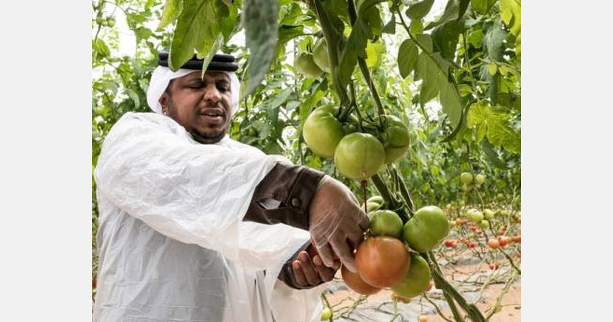 Desert farms yield same-day produce for UAE consumers