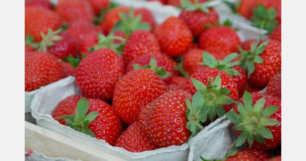 Study compares organic and conventional strawberries