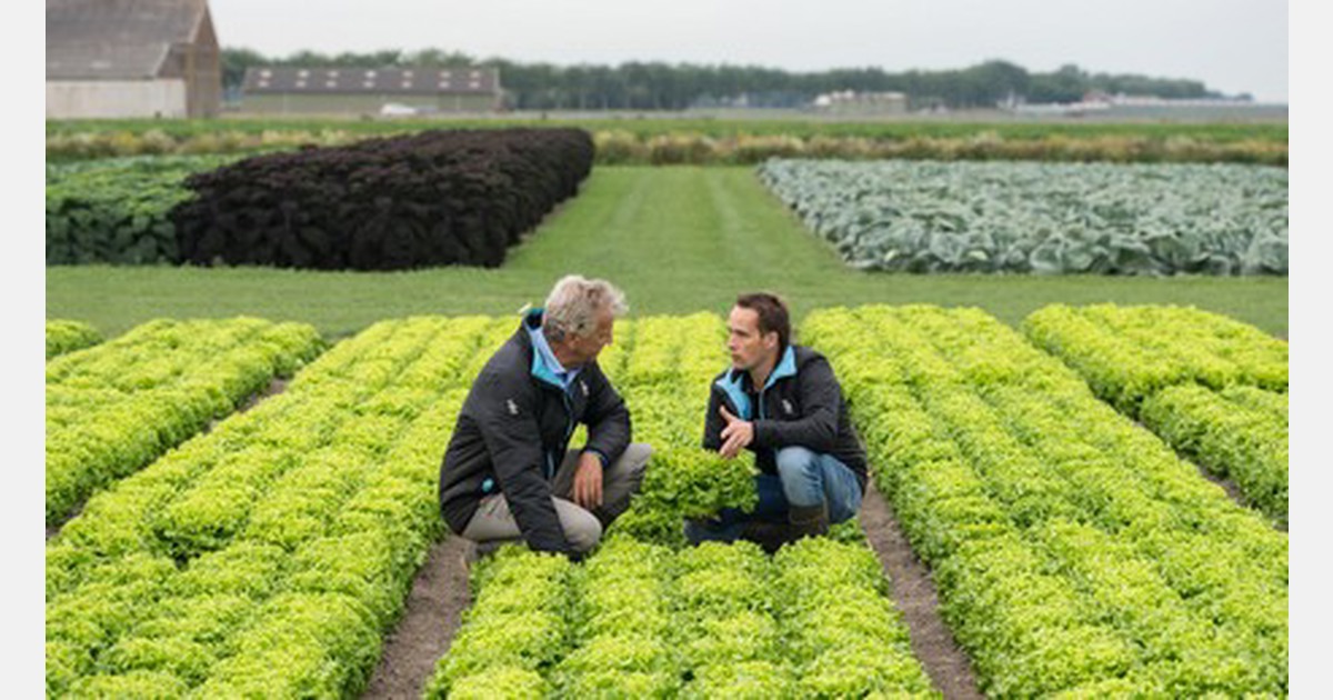 Dutch breeder introduces organic lettuce varieties