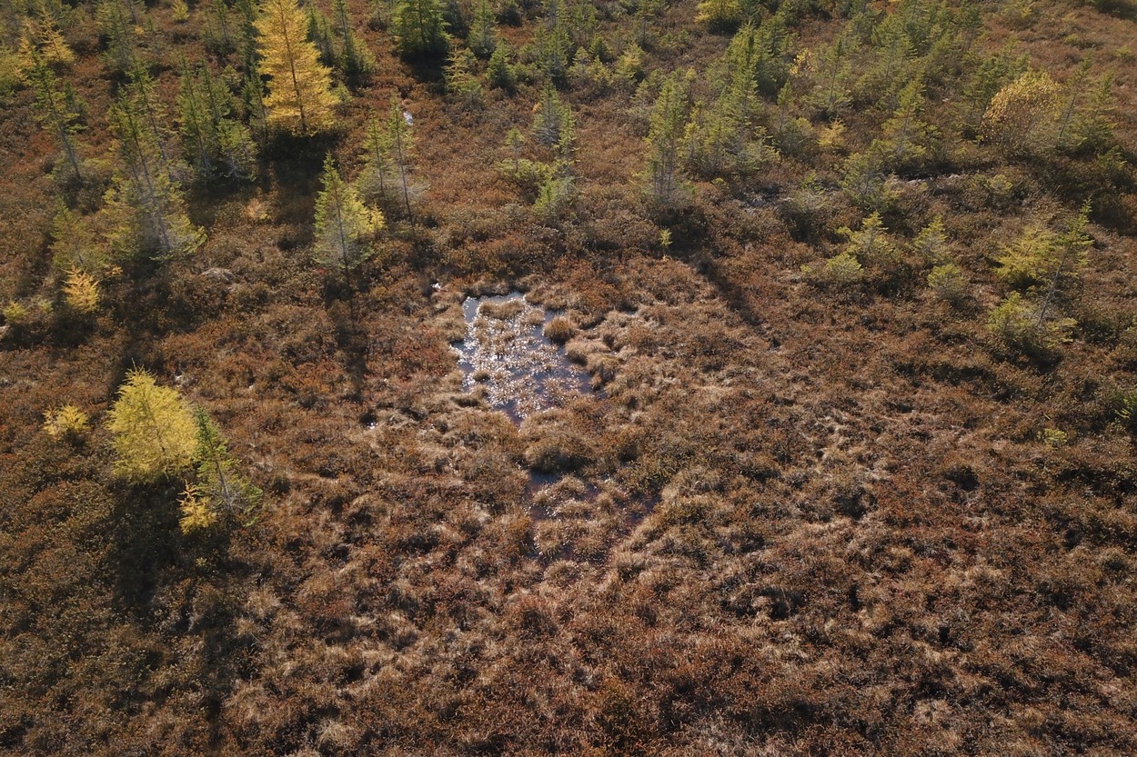 The multifaceted benefits of peat moss: a natural ally for growers