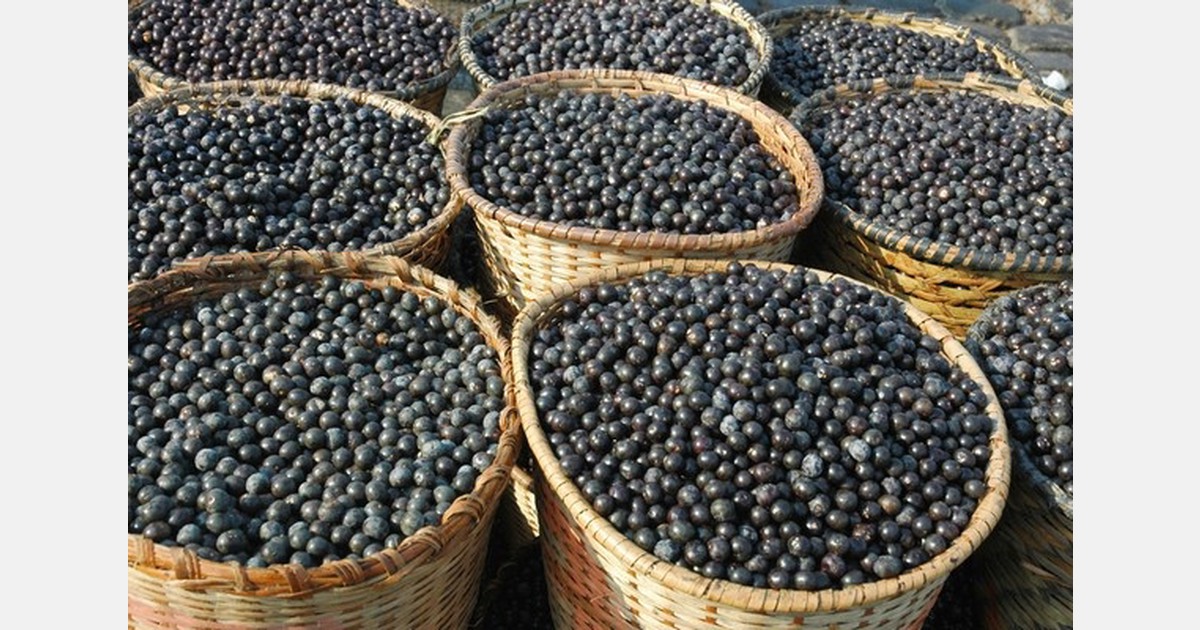 Brazil increases açaí exports to Australia, Japan, and the U.S.